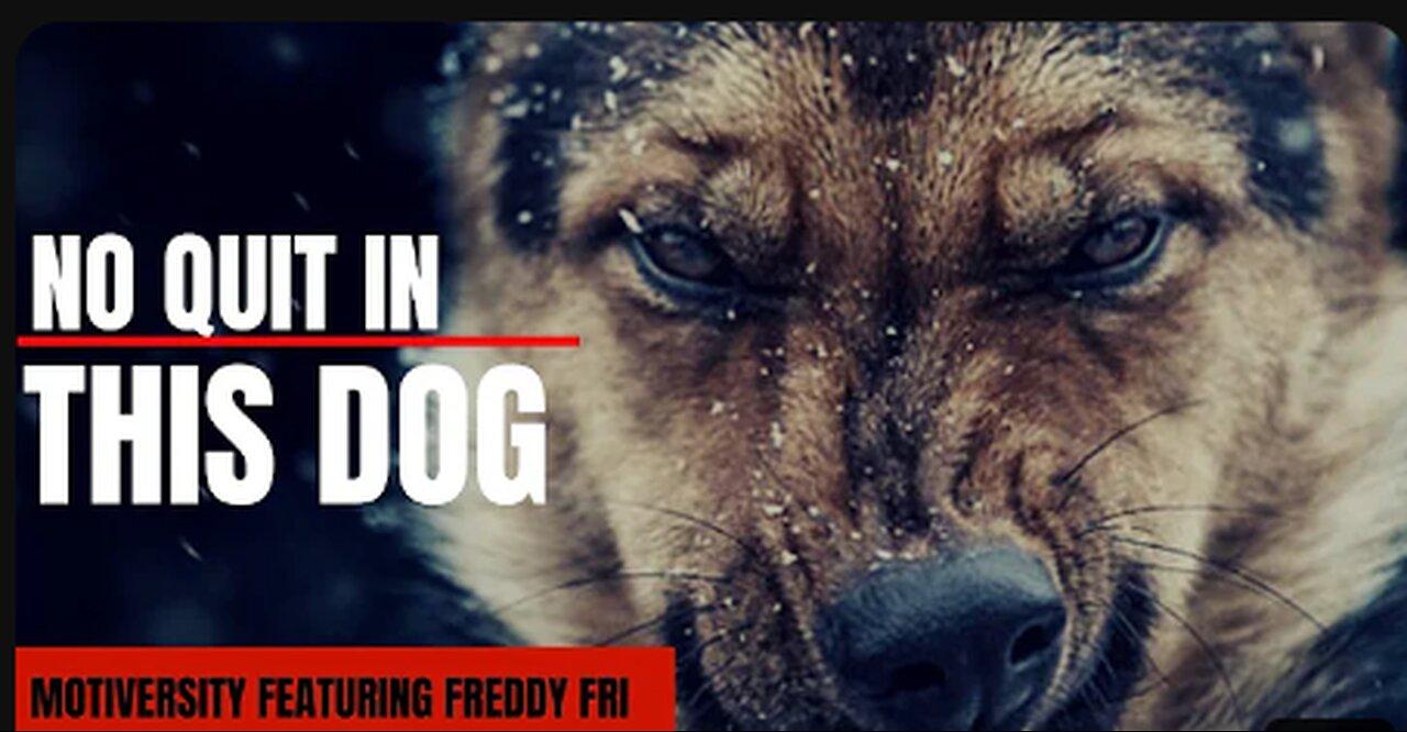 NO QUIT ! In This Dog | MotiversityBased - One News Page VIDEO