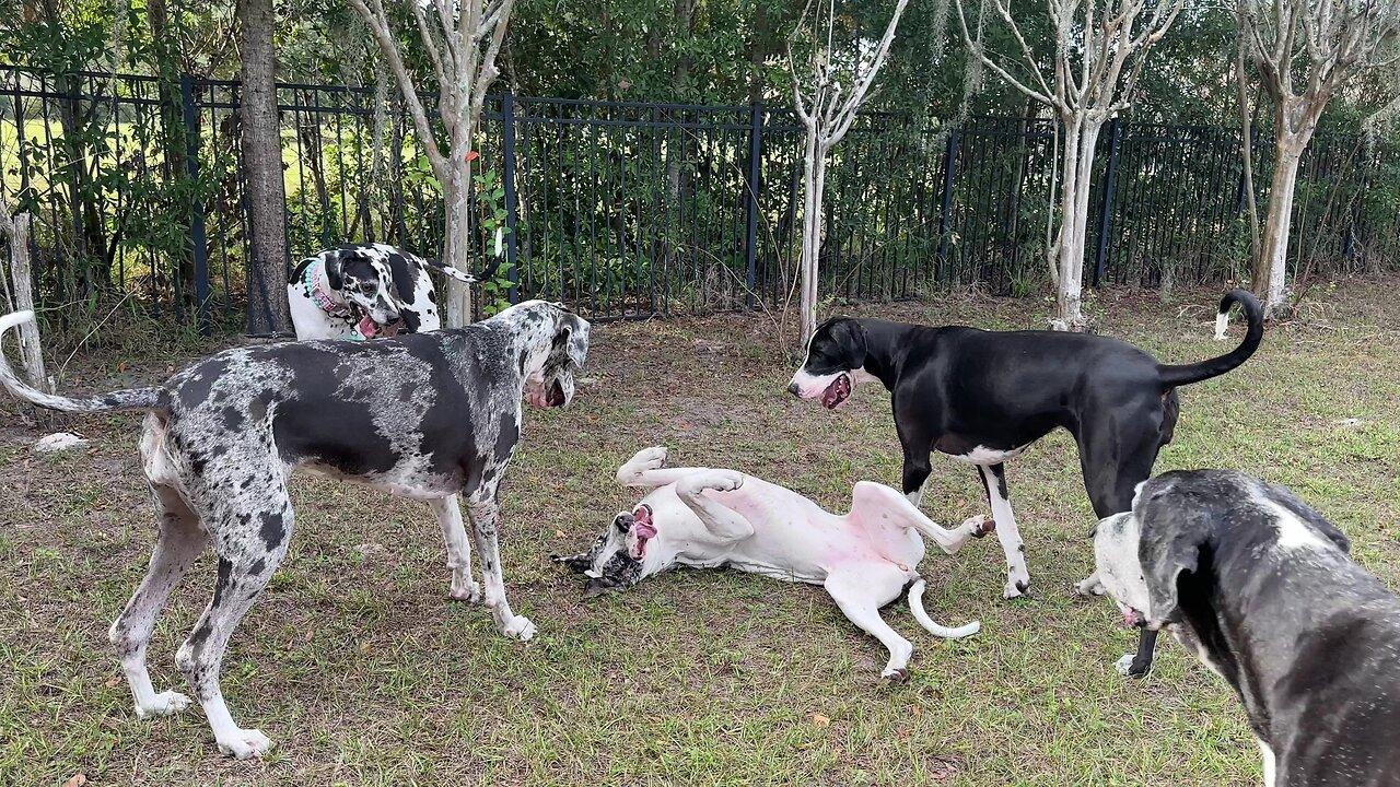 Funny six pack of Great Danes enjoy a romping & - One News Page VIDEO