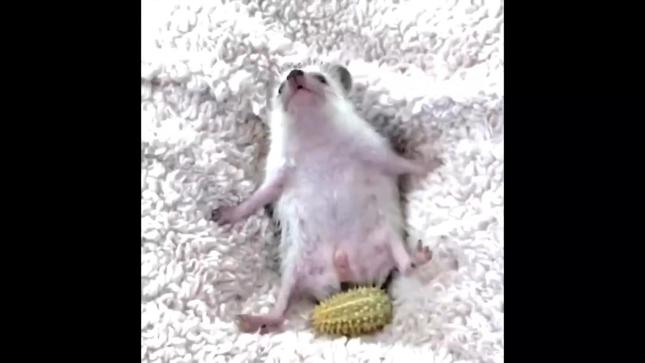 Dorable Delights: Pure Cuteness Unleashed! - One News Page VIDEO Dorable Delights: Pure Cuteness Unleashed! - One News Page VIDEO