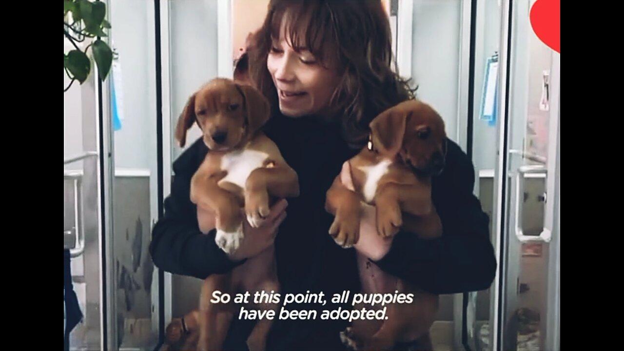 Scared mama dog with 14 puppies slowly begins to - One News Page VIDEO