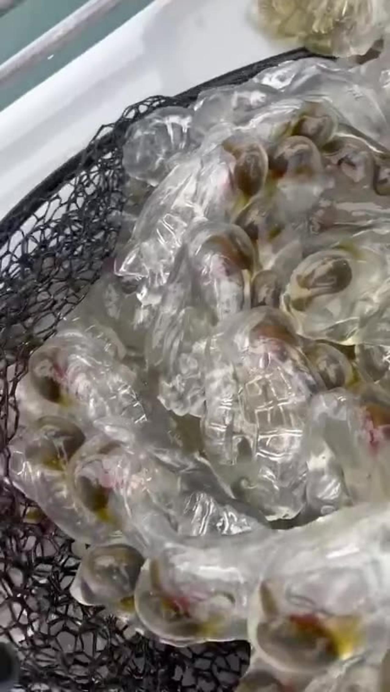 What is that? - One News Page VIDEO