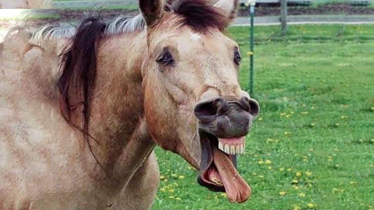 Funniest Animals 🐧 - Best Of The 2024 Funny - One News Page VIDEO