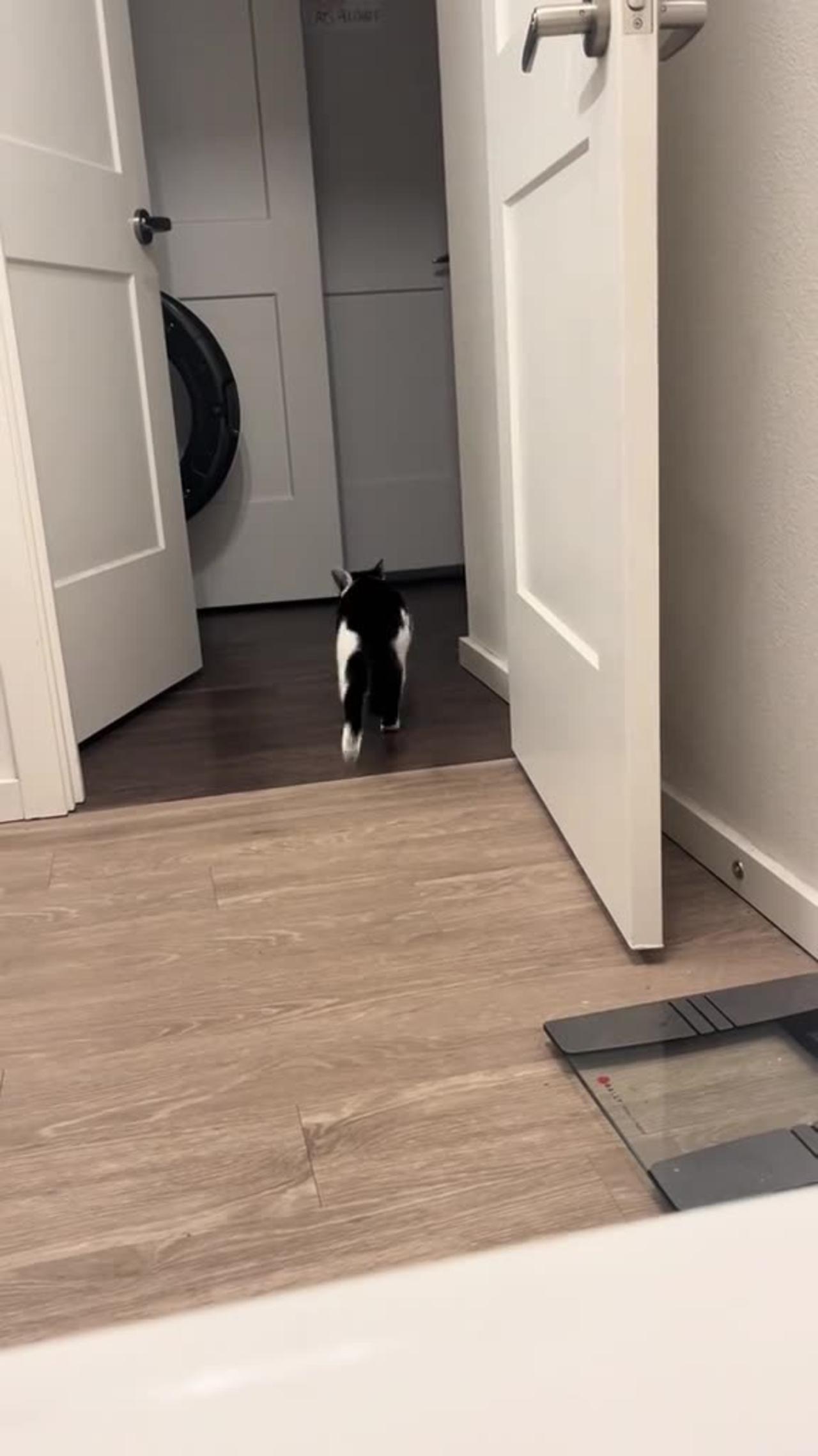 funny cat is very cute - One News Page VIDEO