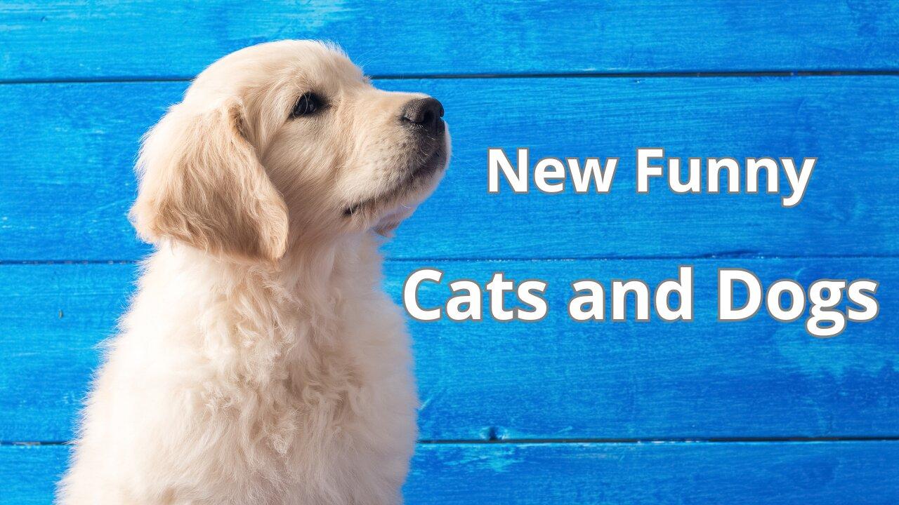 New Funny Cats and Dogs Videos - One News Page VIDEO