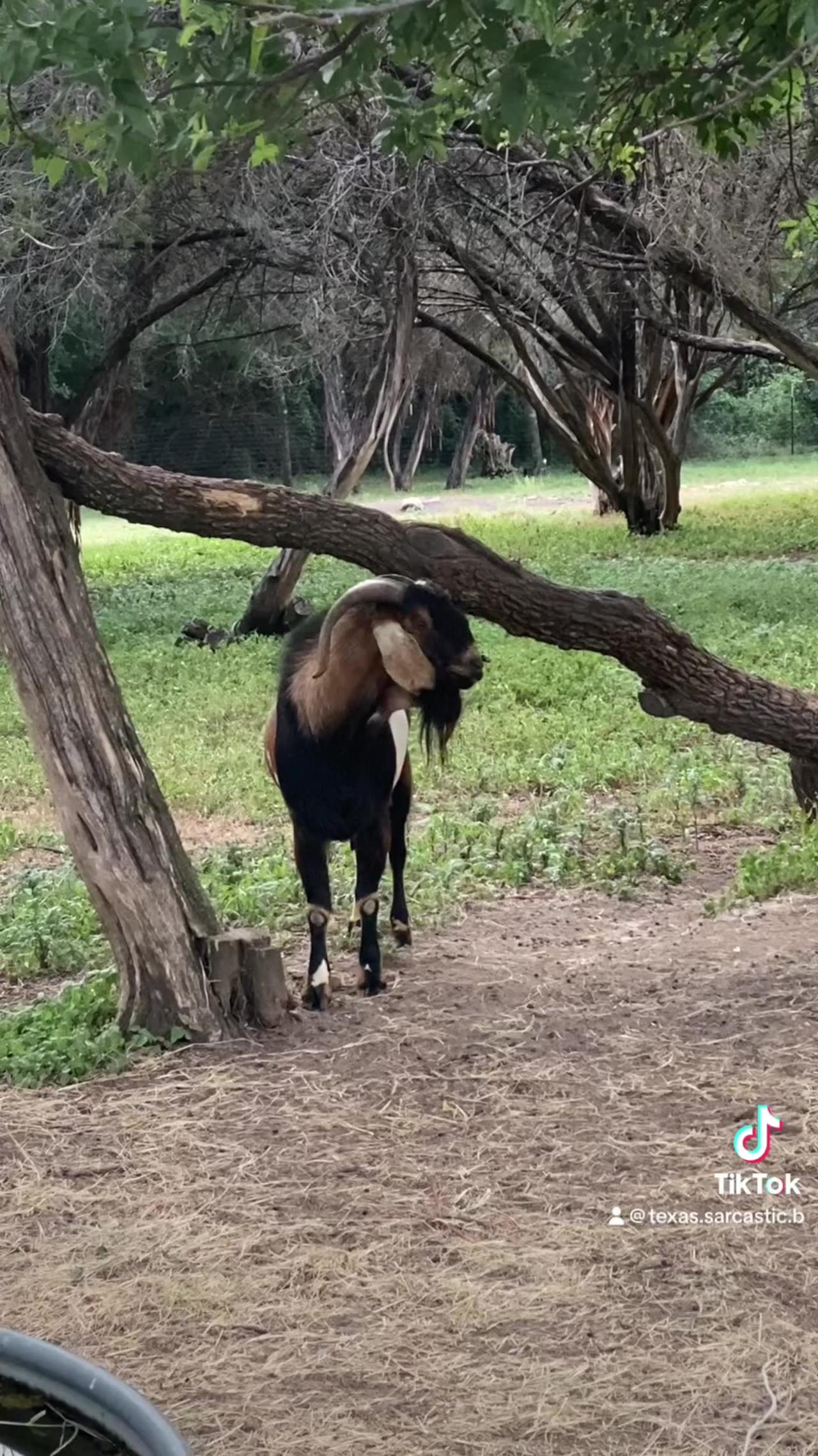 New Billy in Town - One News Page VIDEO