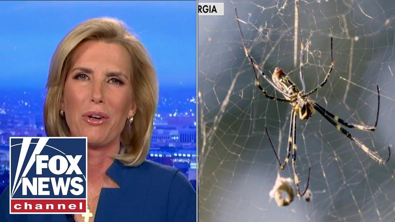 Beware the parachuting spiders! - One News Page VIDEO