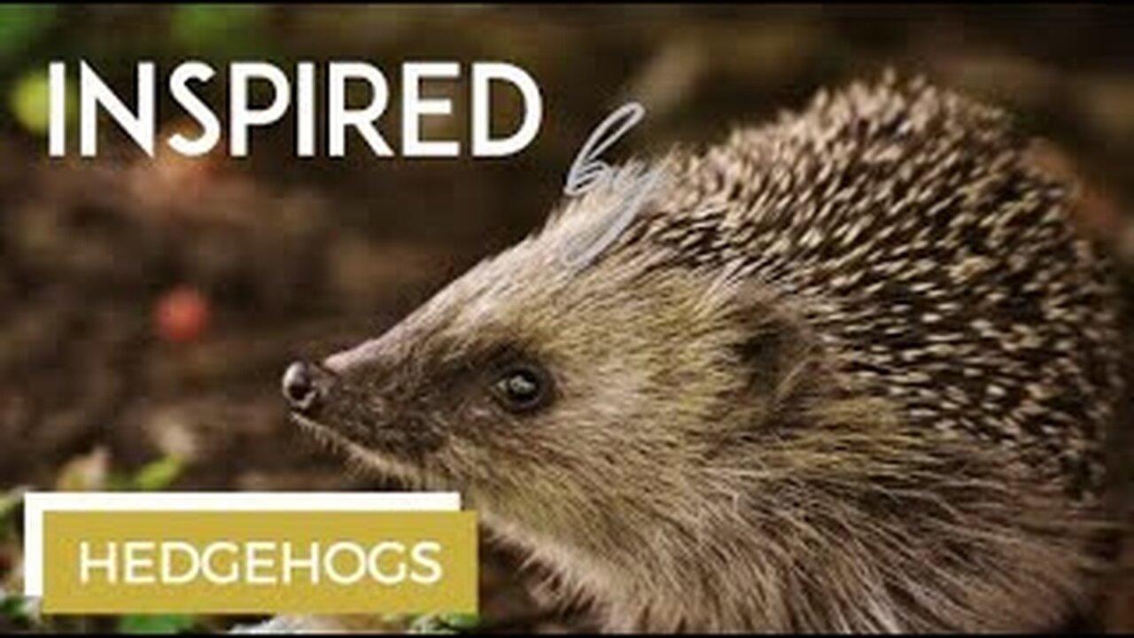 INSPIRED BY Hedgehogs | Funny Hedgehog movie - One News Page VIDEO