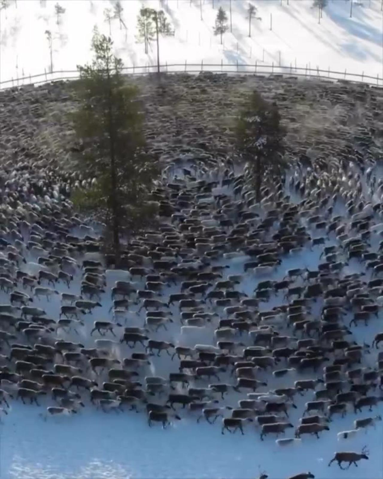 An interesting sight: for your attention - One News Page VIDEO