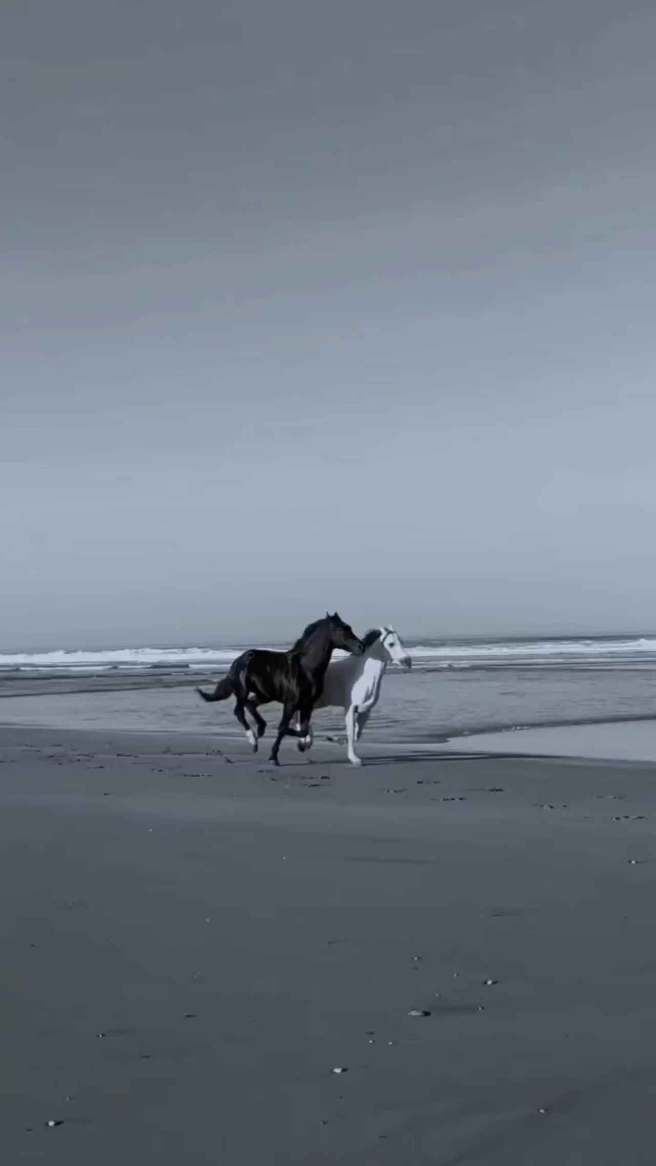 hourse😍 - One News Page VIDEO