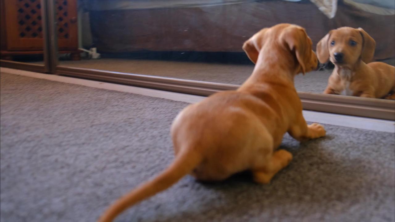 A Dog Fights With His Reflection In The Mirror - One News Page VIDEO