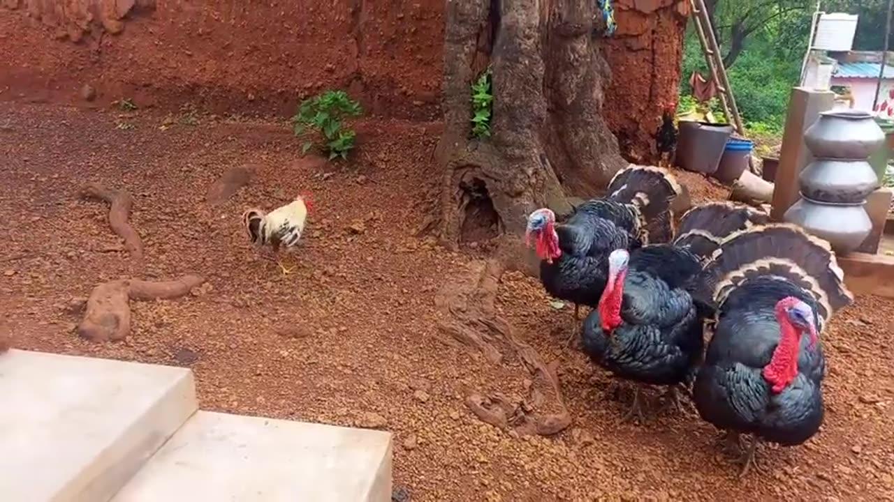 Feathered Fury! Rooster Defends Flock Against - One News Page VIDEO