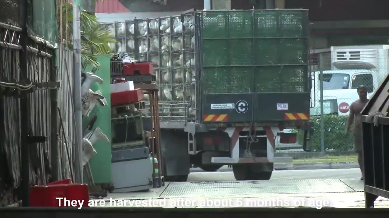How Duck Farming Make Million Eggs and Meat - One News Page VIDEO