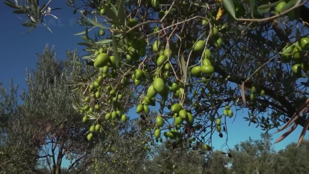 How Farmers Harvest Thousands Tons of Fruits - - One News Page VIDEO How Farmers Harvest Thousands Tons of Fruits - - One News Page VIDEO