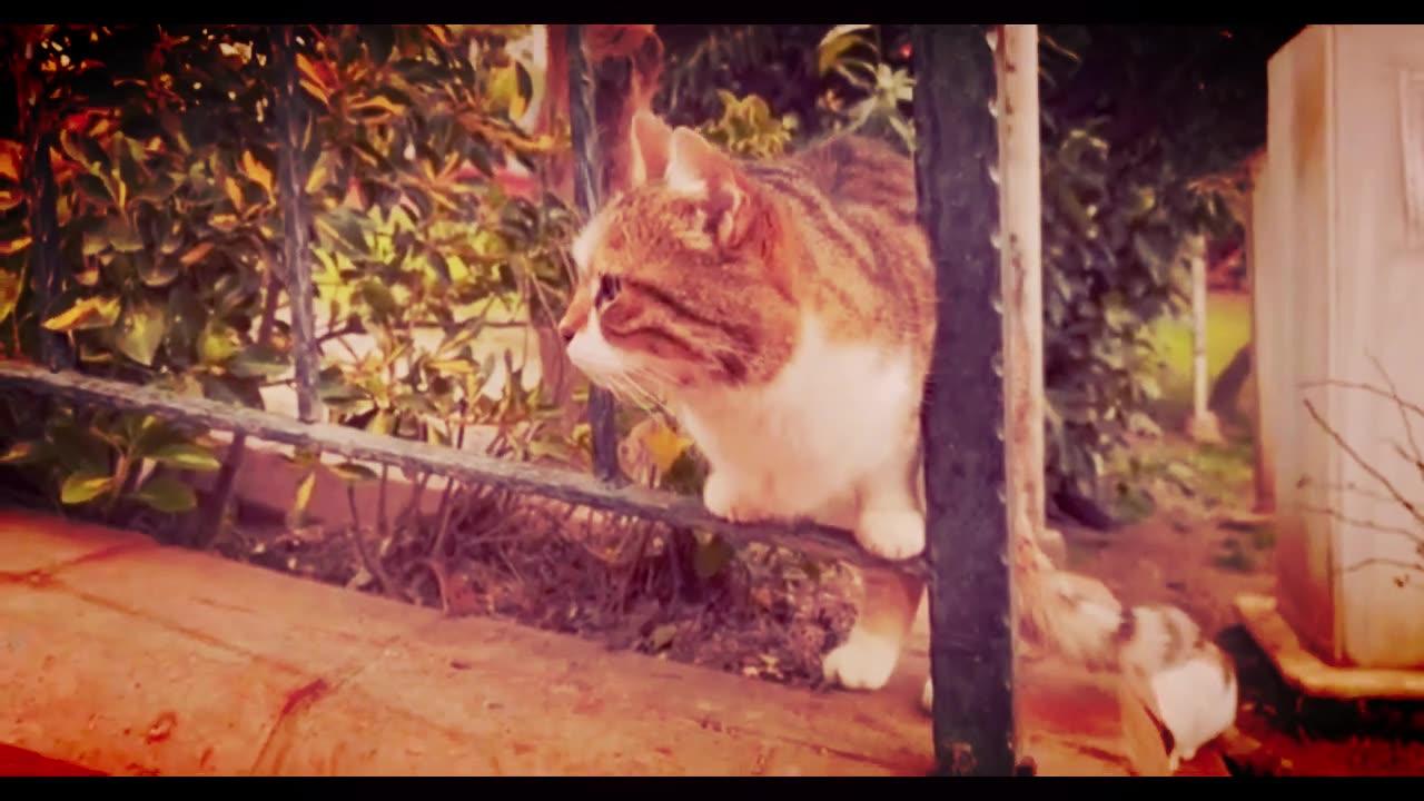 Explore the World of Cute Cats - One News Page VIDEO