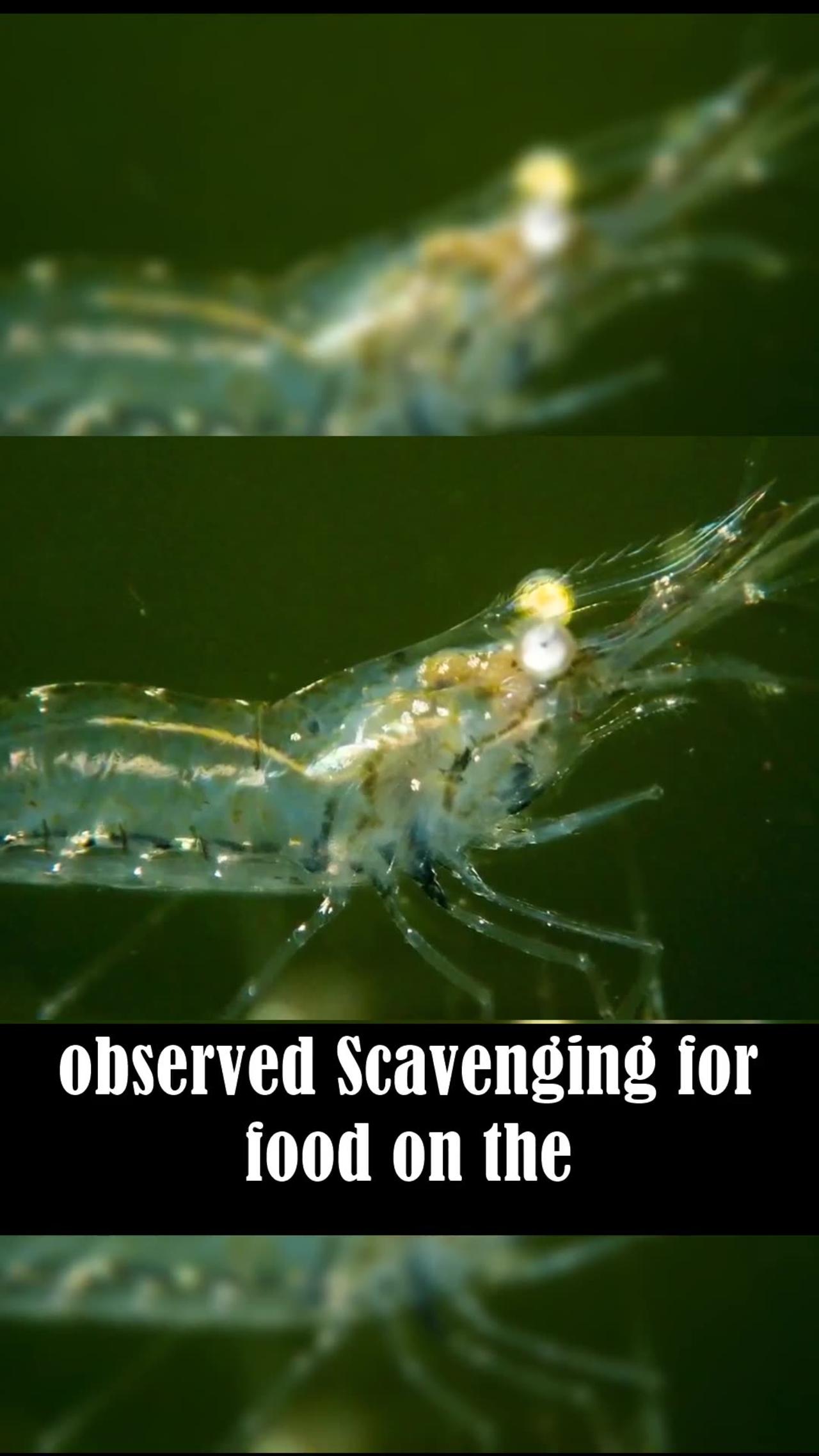 The Real Life Invisible Shrimp - One News Page VIDEO