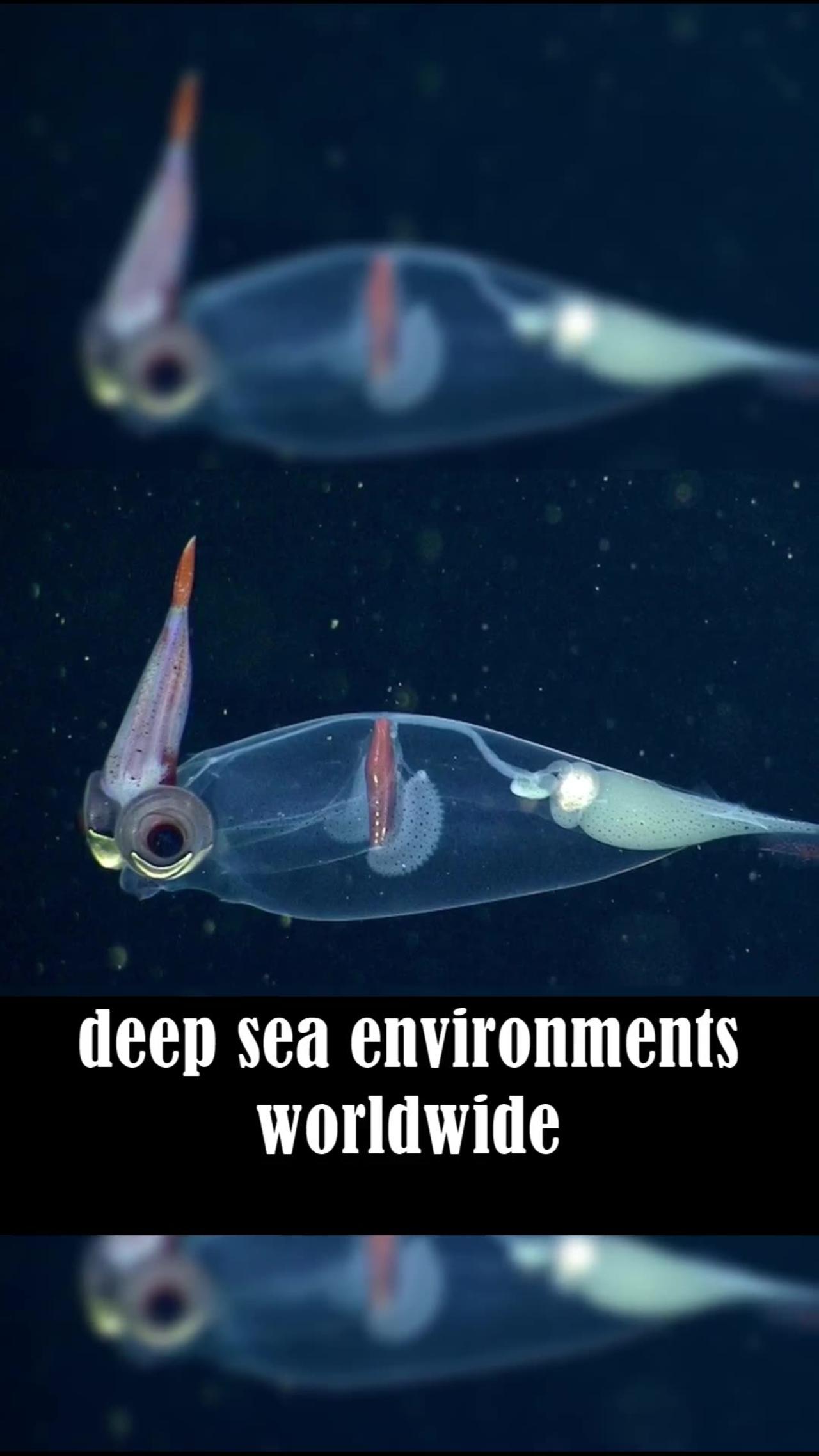 The Real Life Invisible Squid - One News Page VIDEO