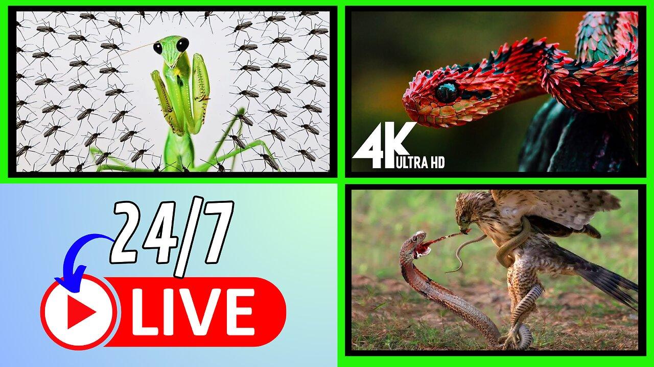 Incredible Nature | Beautiful Animals and - One News Page VIDEO