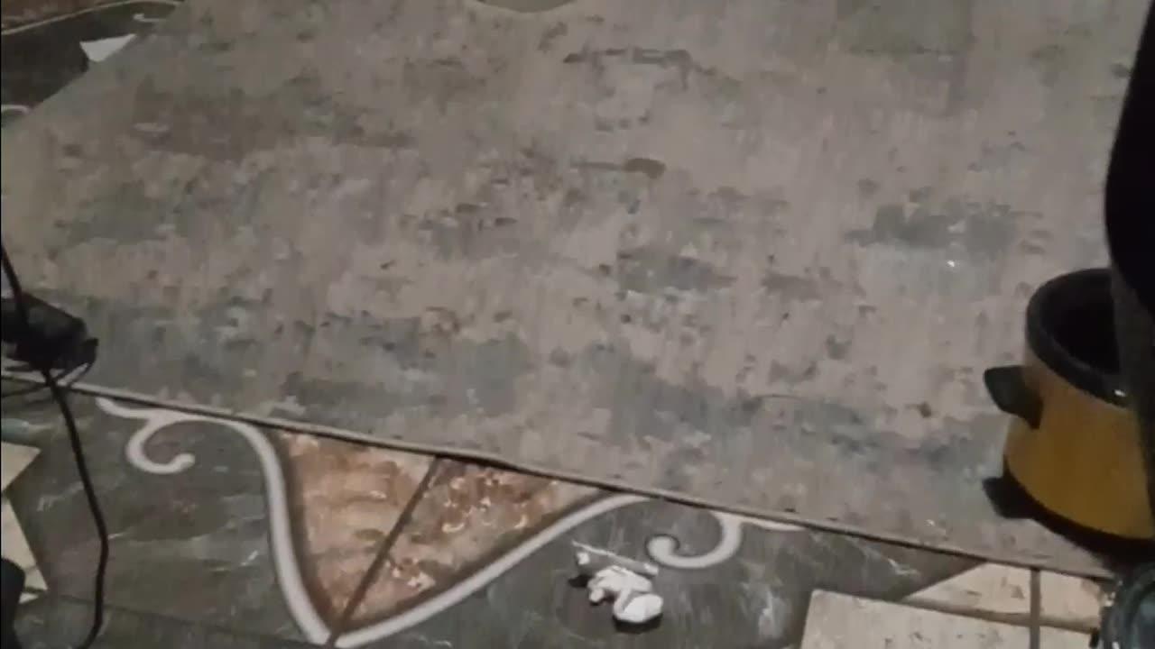 MR. KITTY HAS HIS OWN PERSONALITY - One News Page VIDEO