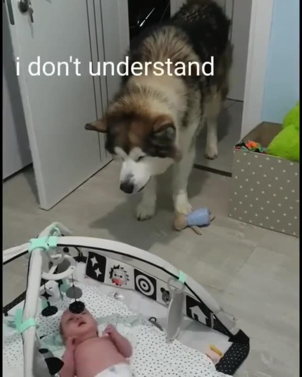 Dog meets Baby for the first time - One News Page VIDEO