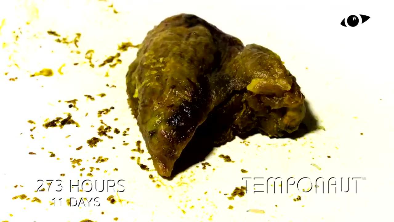 Rotting Chicken Wings Time-Lapse - One News Page VIDEO