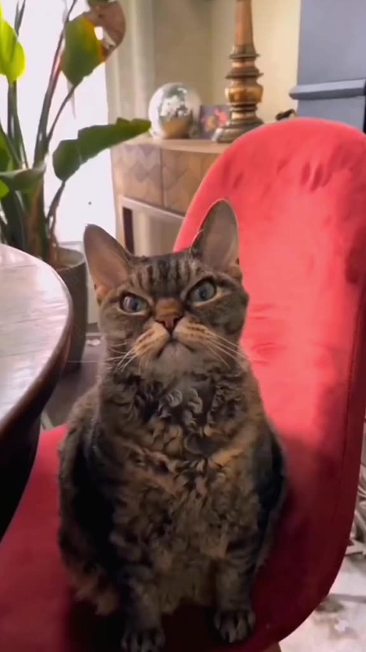 Ultimate Feline Showdown: Cats vs. Wildlife - One News Page VIDEO