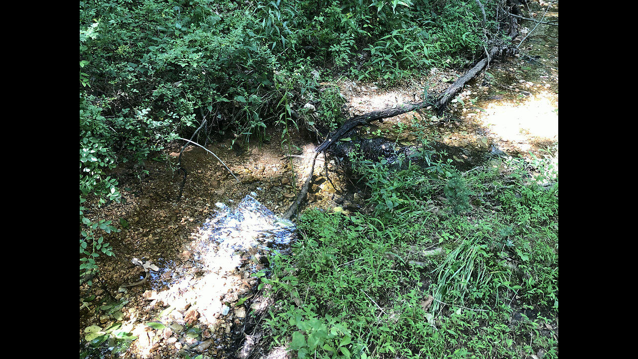 672 Acre Gray Squirrel Hunting Ranch For Sale, - One News Page VIDEO