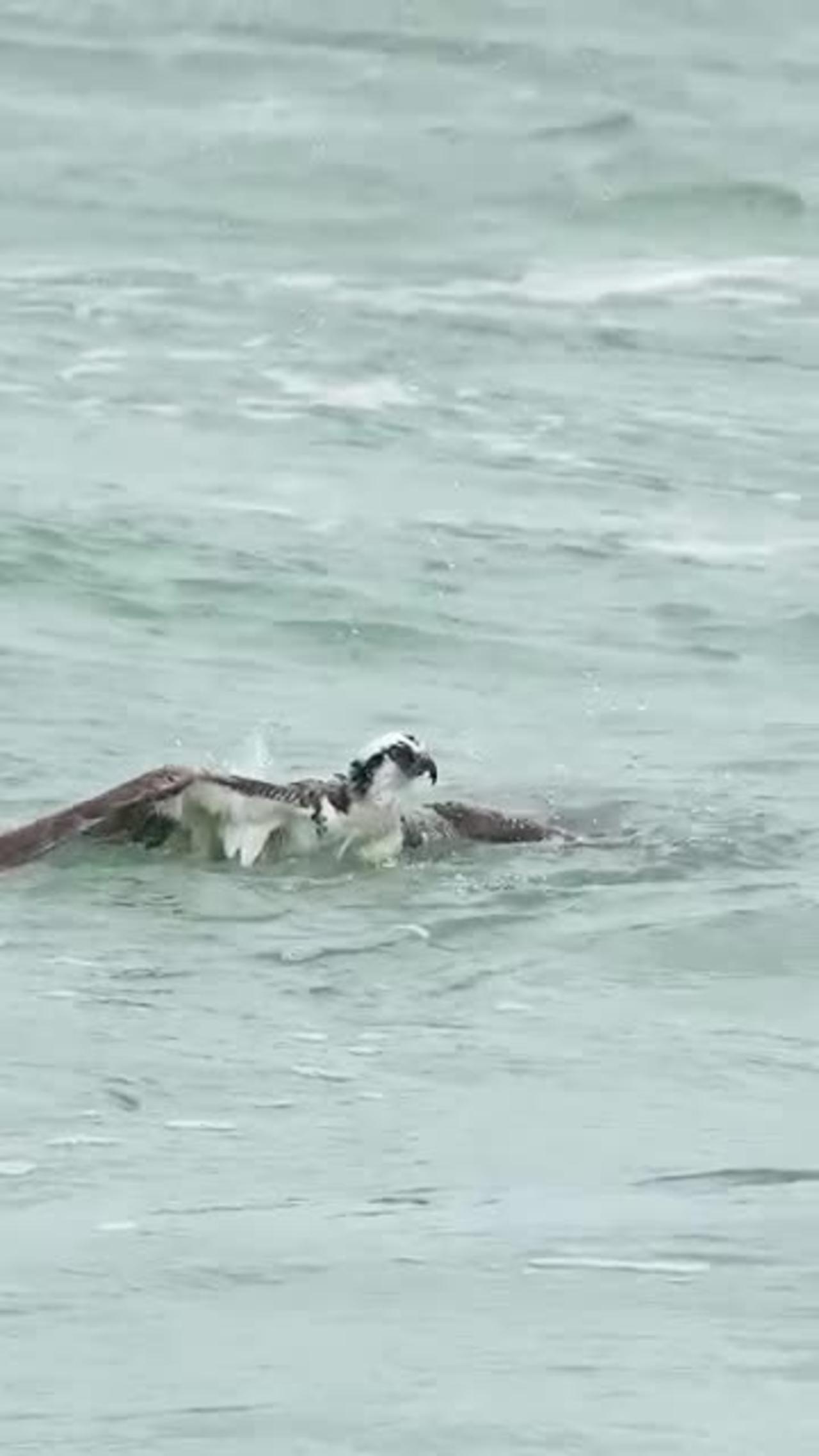 Eagle attack on fish - One News Page VIDEO