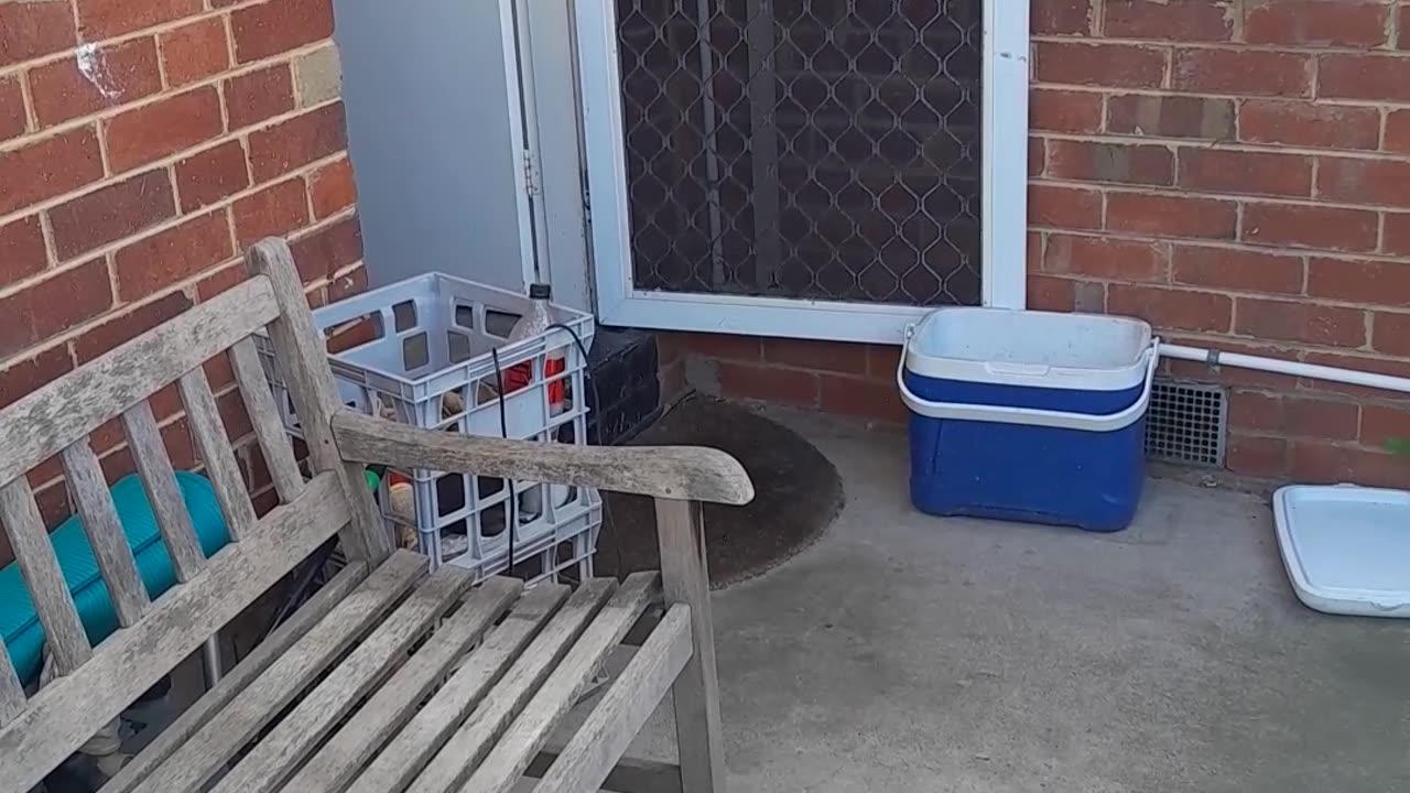 Teaching your dog how to wait - One News Page VIDEO