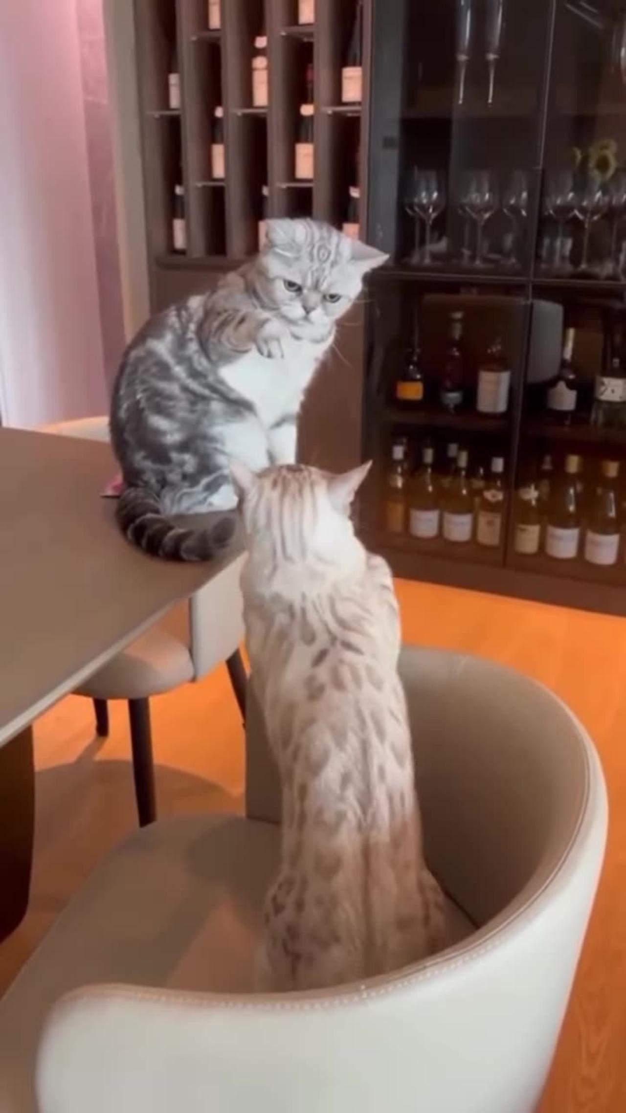 Cat_Fight - One News Page VIDEO