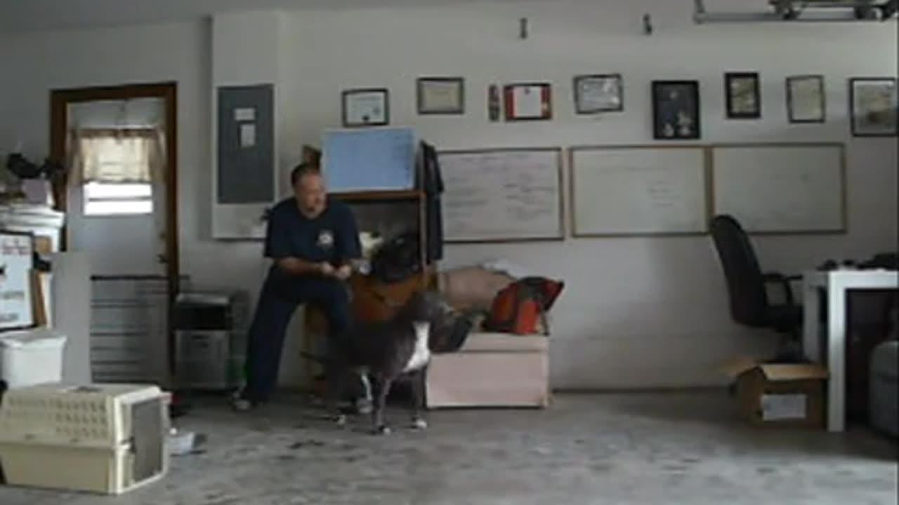 How to Unleash your Dog's Defense Drive - One News Page VIDEO