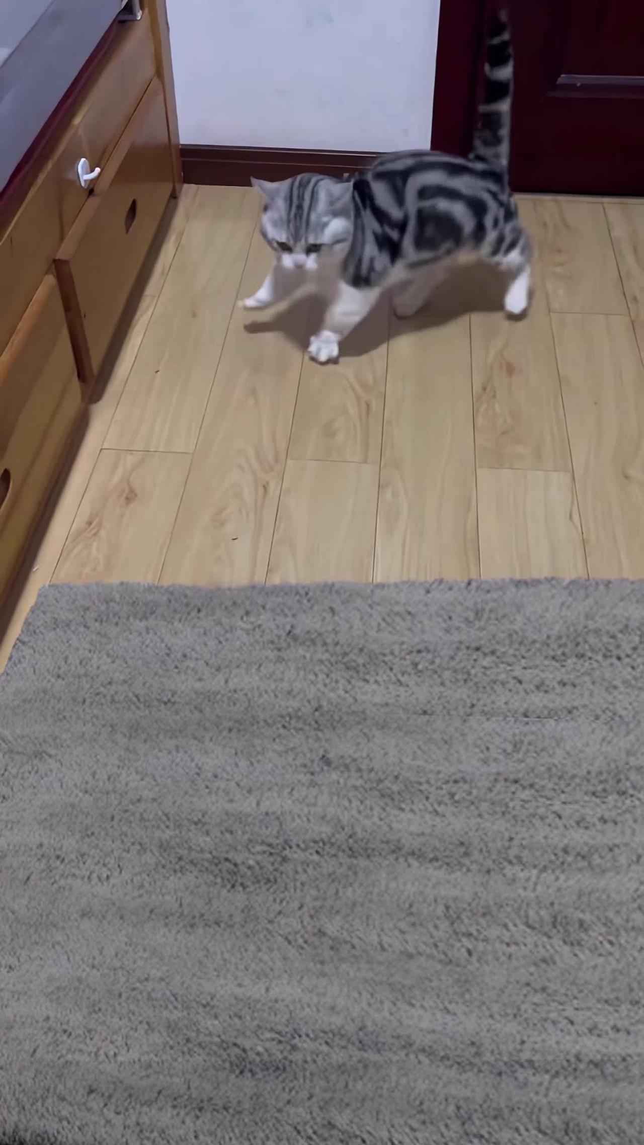 Chipi chipi chapa chapa - One News Page VIDEO