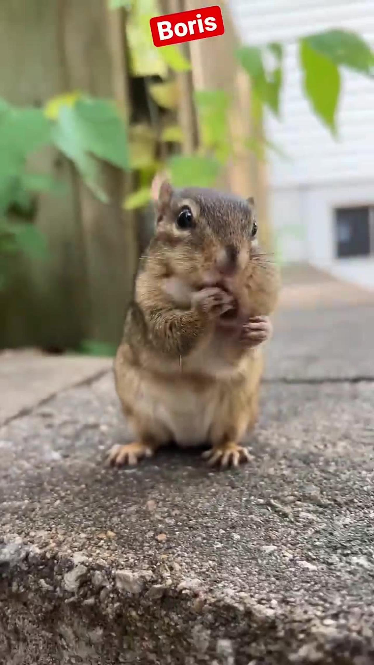 - One News Page VIDEO