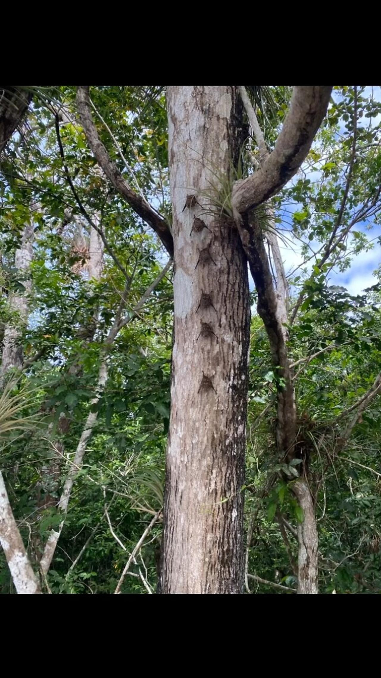 The bats in Belize! - One News Page VIDEO