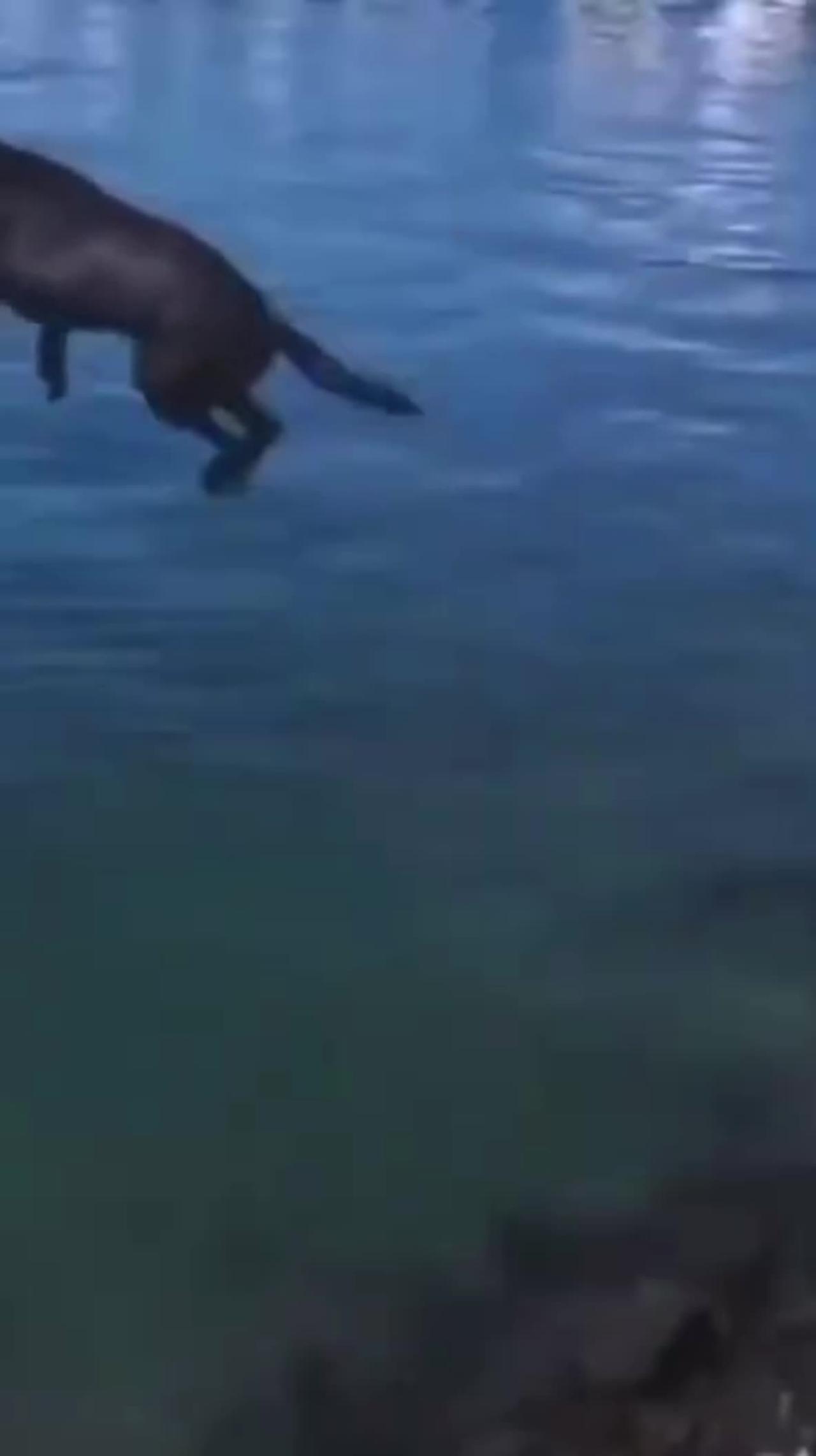 "Paws and Giggles: Hilarious Animal Antics - One News Page VIDEO