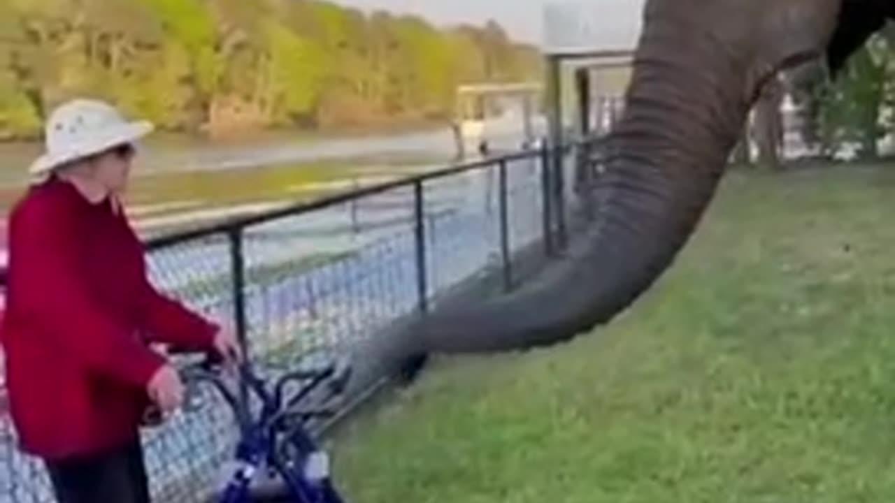 Funny scene animal - One News Page VIDEO