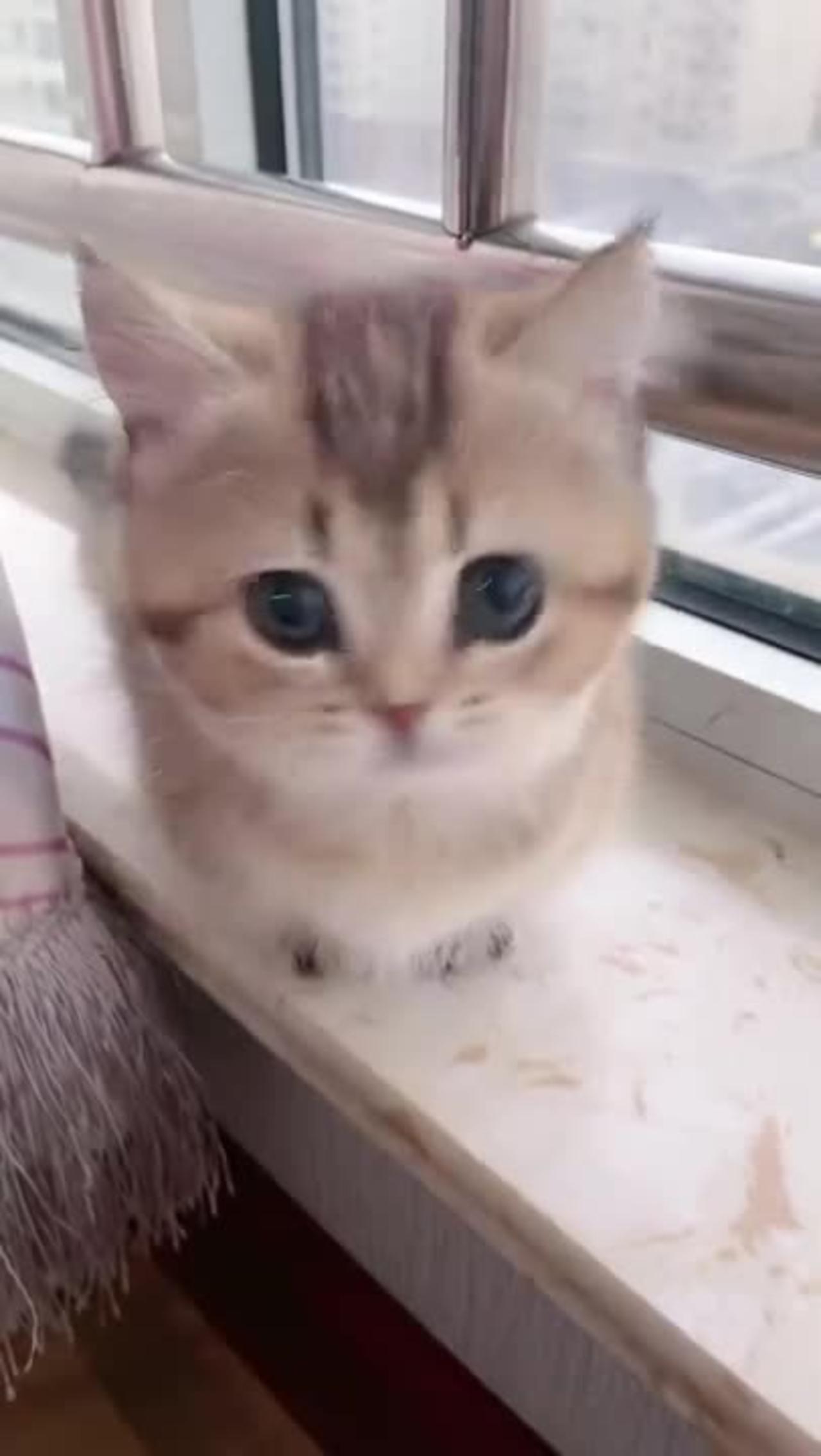 Cute Cats tutorial & Meowing Meow Kittens - One News Page VIDEO