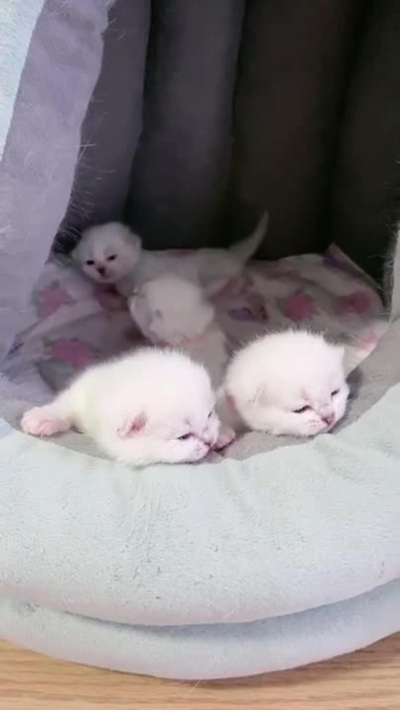 Cute Cats tutorial & Meowing Meow Kittens - One News Page VIDEO