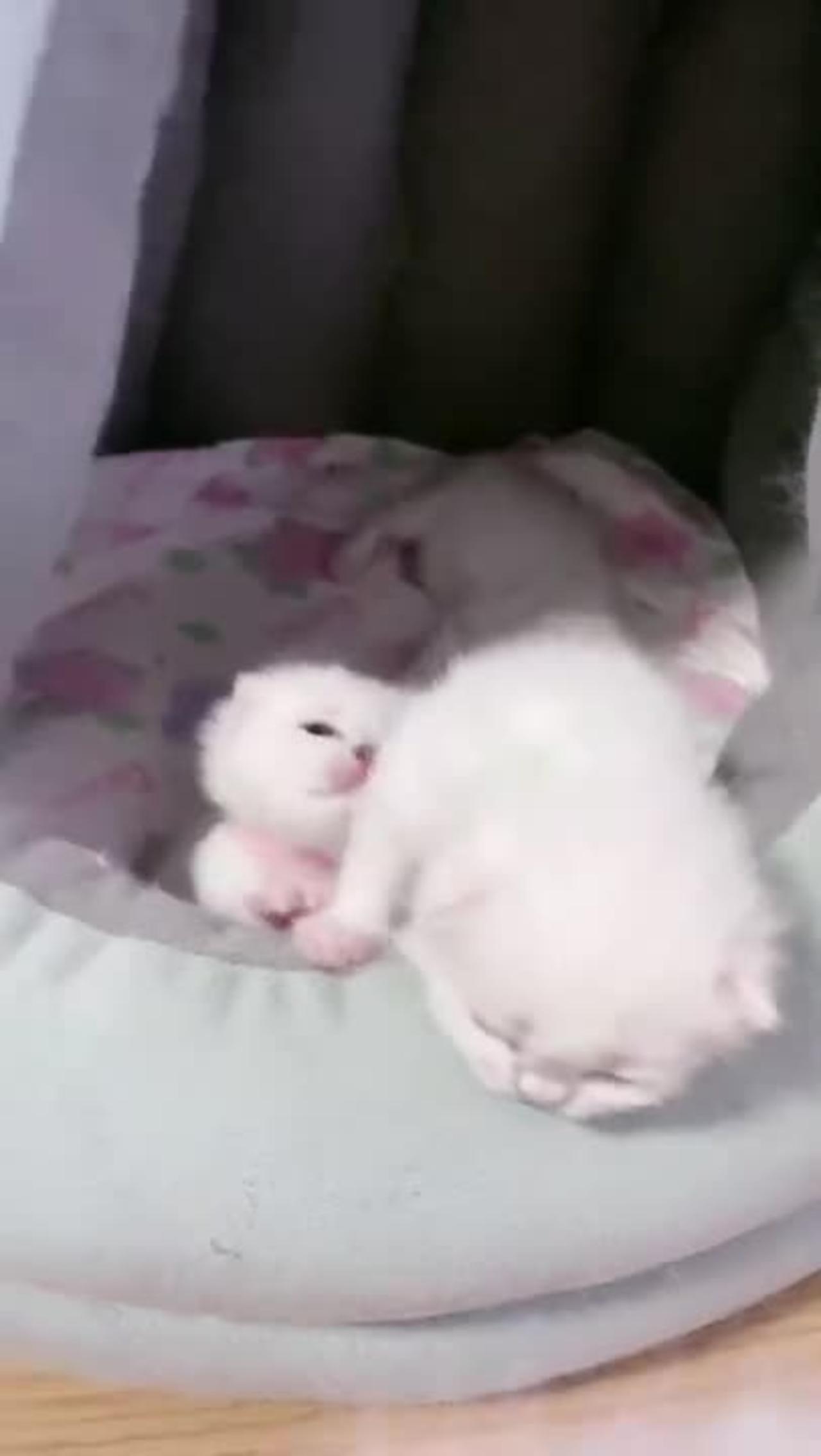 Cute Cats tutorial & Meowing Meow Kittens - One News Page VIDEO