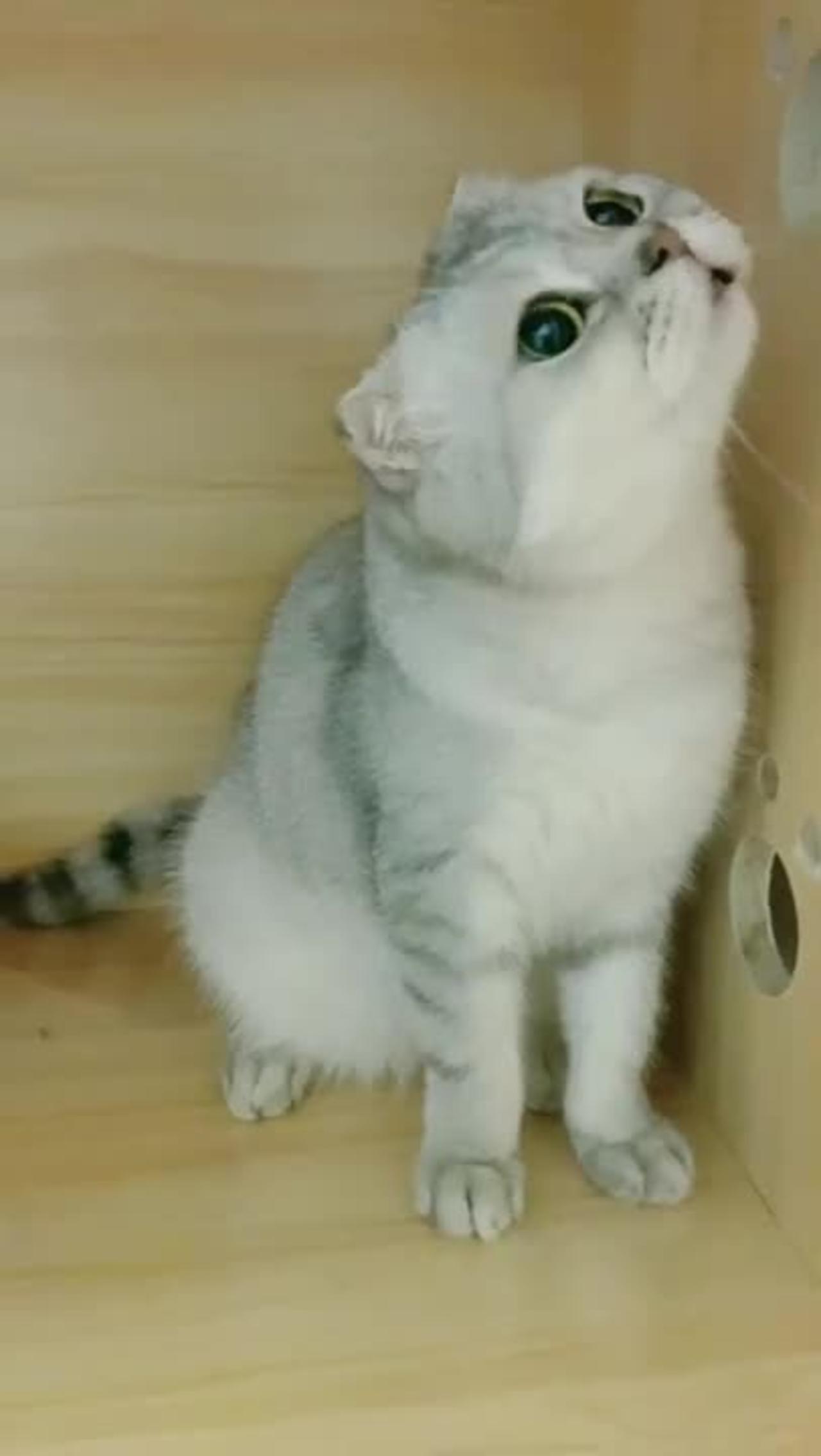 Cute Cats tutorial & Meowing Meow Kittens - One News Page VIDEO