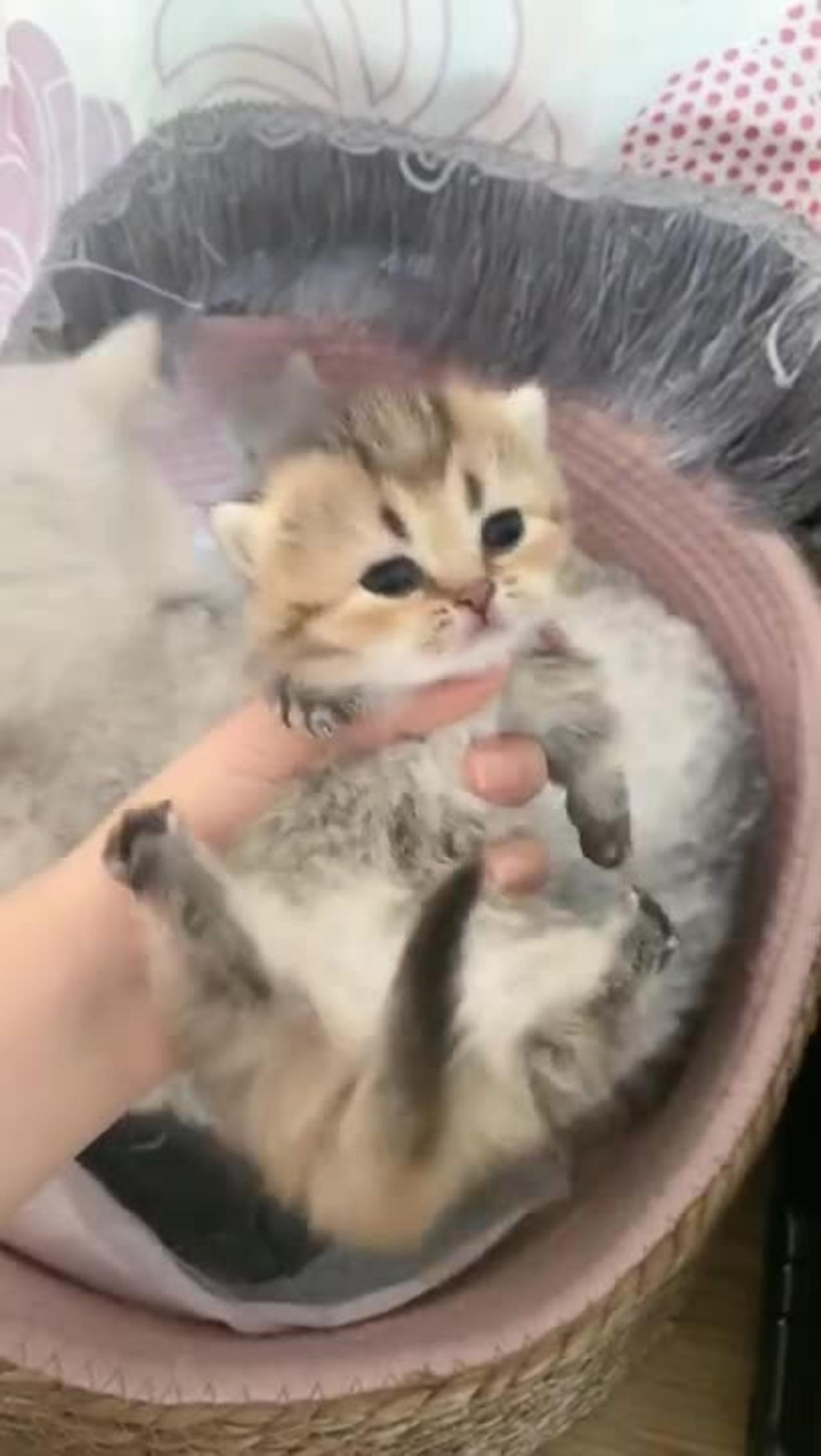 Cute Cats tutorial & Meowing Meow Kittens - One News Page VIDEO