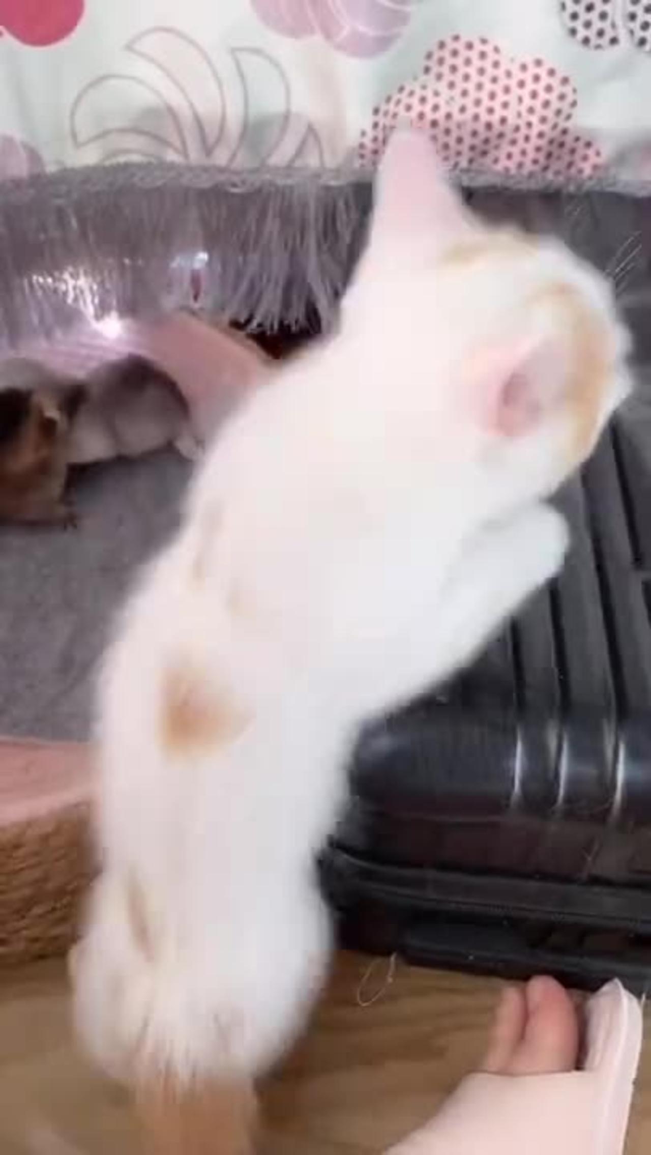 Cute Cats tutorial & Meowing Meow Kittens - One News Page VIDEO