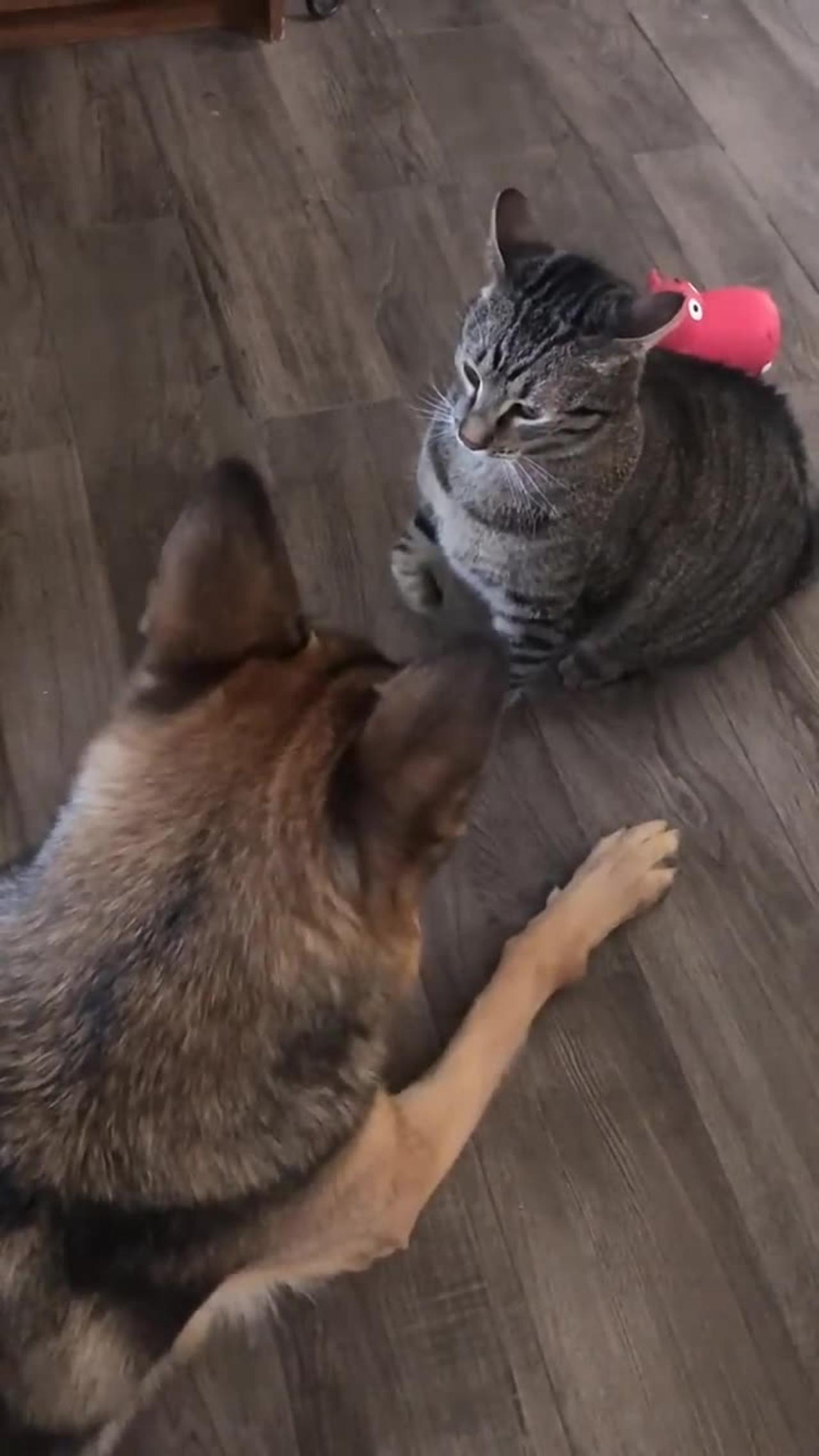 Funny fight cat vs dog😂😂😂🐶😻 - One News Page VIDEO