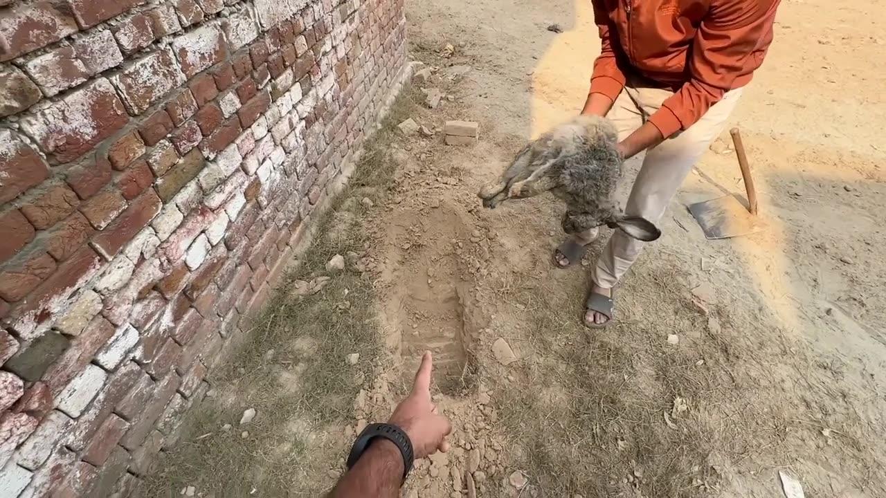 big rabbit chor k chala gaya - One News Page VIDEO