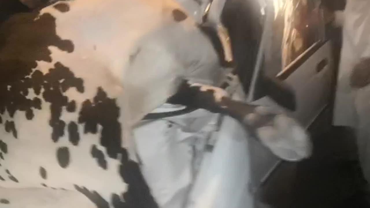 Eid 2020 Tragedy: Reflecting on the Cow-Car - One News Page VIDEO