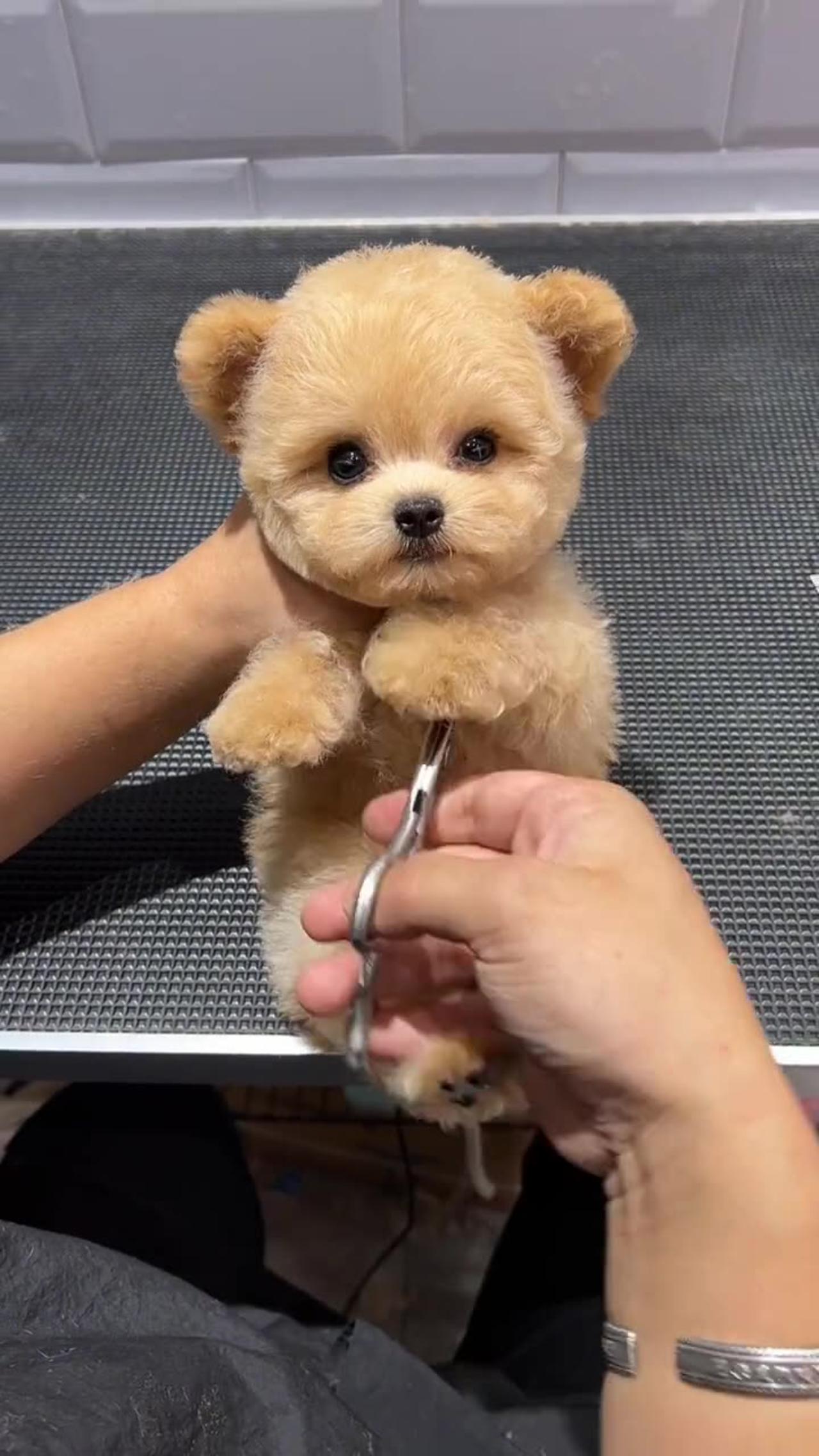 Whose teddy bear is this Its so cute and so cute - One News Page VIDEO