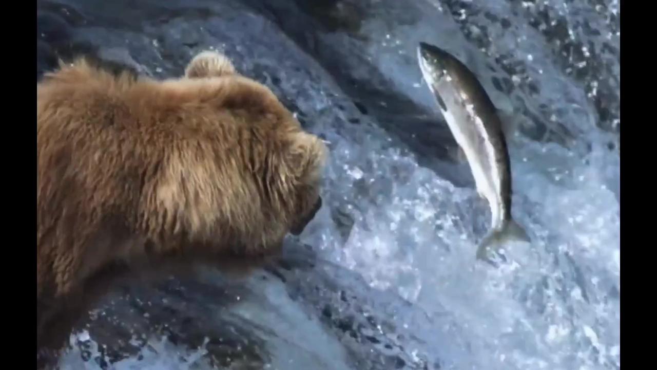 Grizzly Bears Catching Salmon - One News Page VIDEO