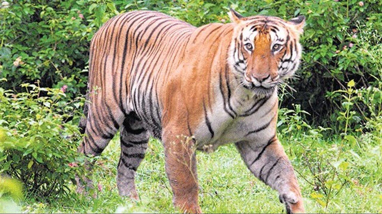 Tiger Terror: The Capture of a Man-Eater - One News Page VIDEO
