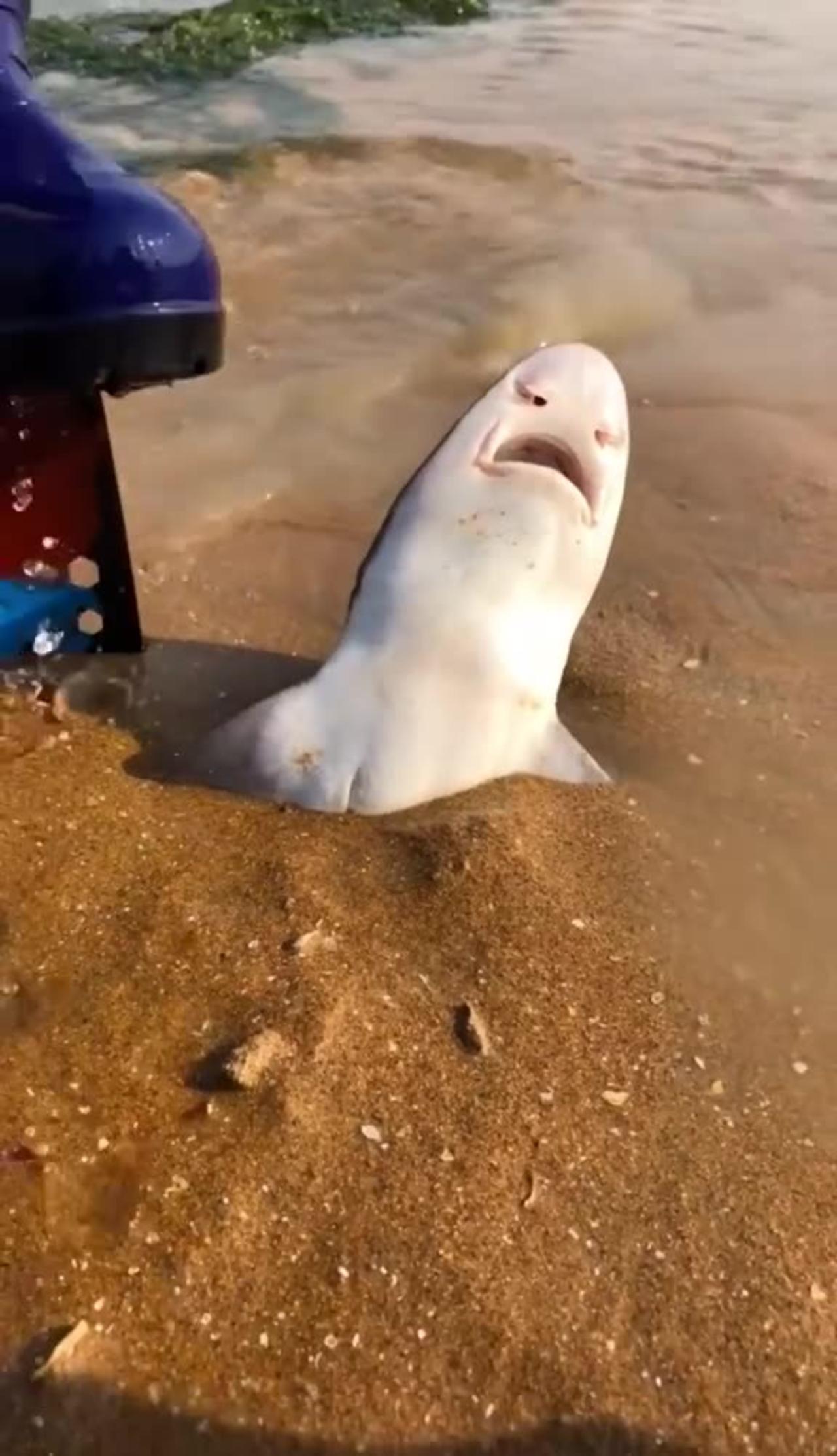 Fish! stuck in soil - One News Page VIDEO