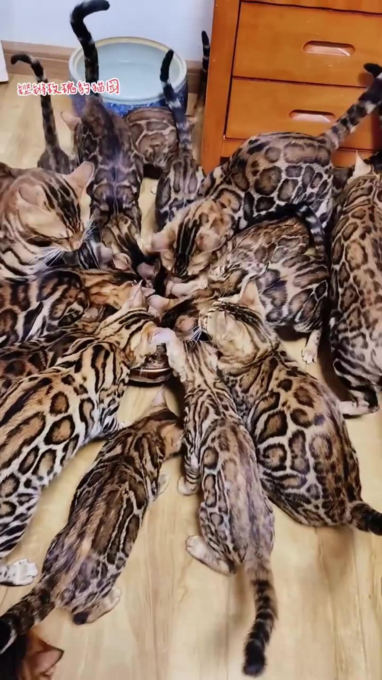 🐱cat video - One News Page VIDEO