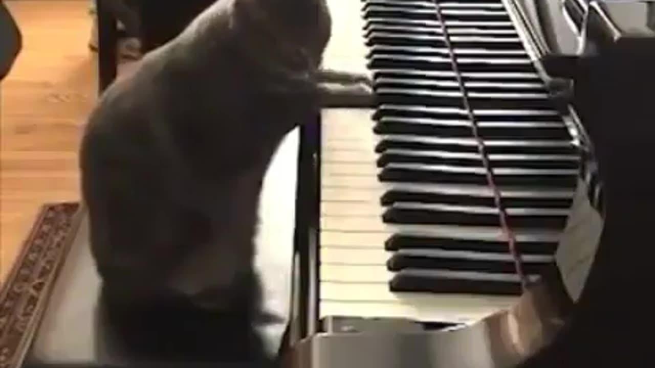 Cat funny, music - One News Page VIDEO